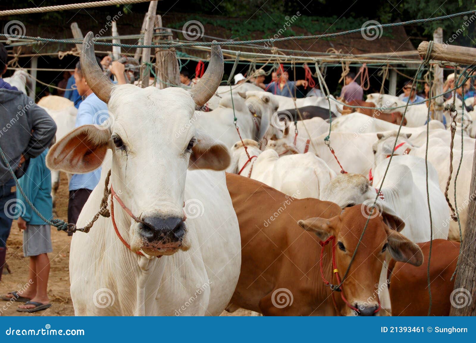 Cow market stock image. Image of thailand, cows, rope - 21393461