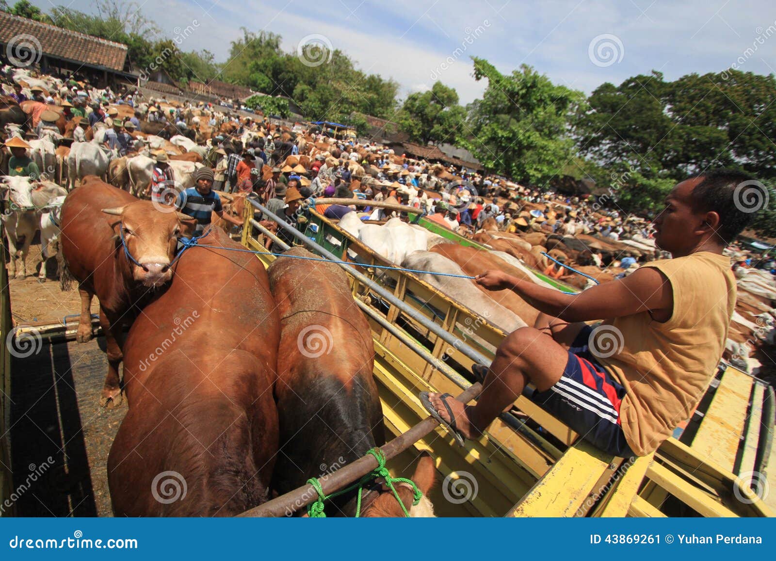 Cow markets editorial photo. Image of meat, market, boyolali - 43869261