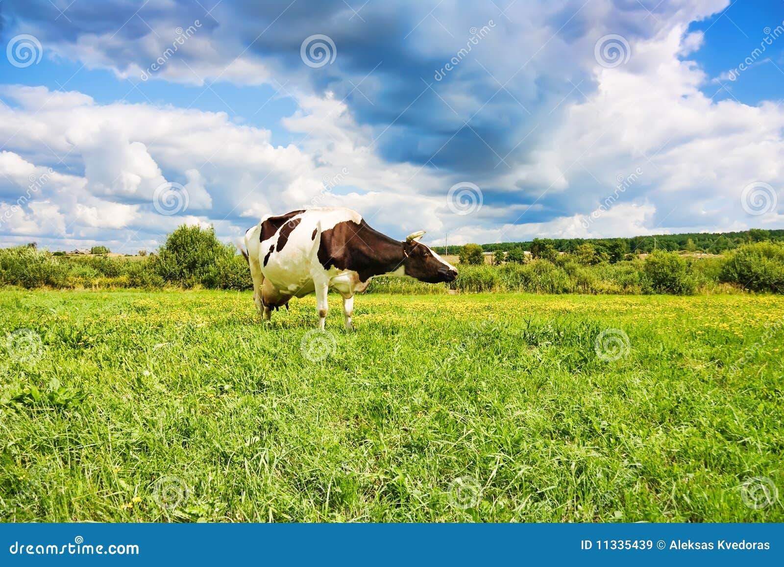 Cow on the meadow stock image. Image of mammal, field - 11335439