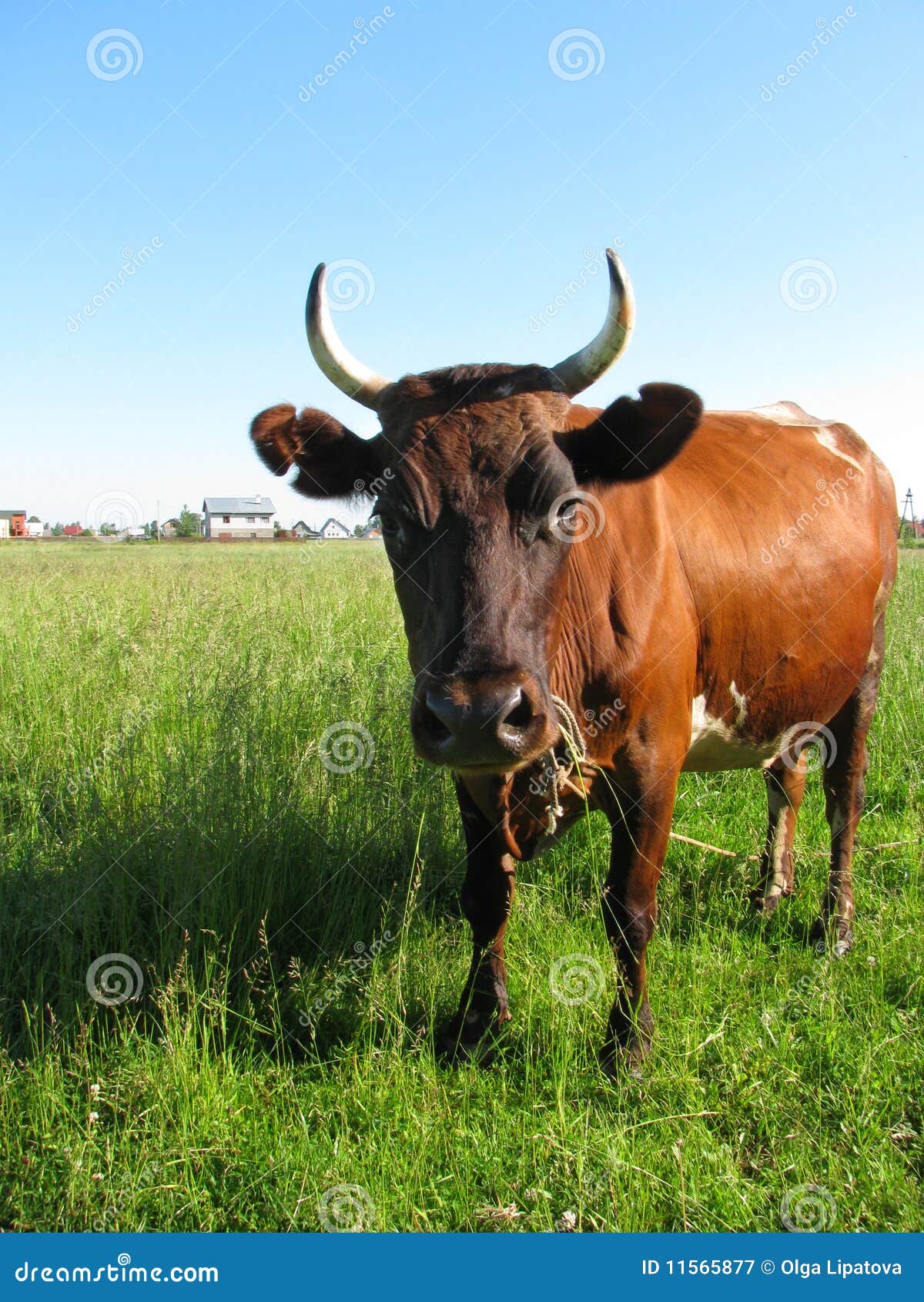 Cow at the meadow stock image. Image of nature, agriculture - 11565877
