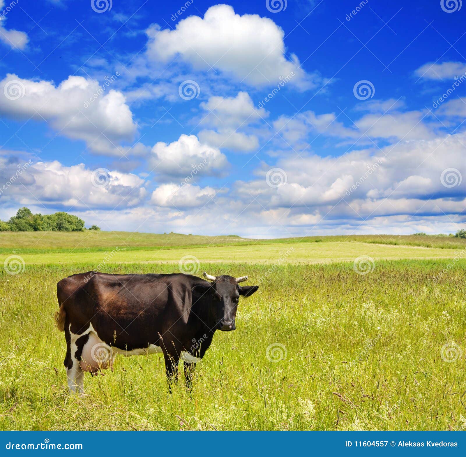 Cow on the meadow stock image. Image of farm, agriculture - 11604557