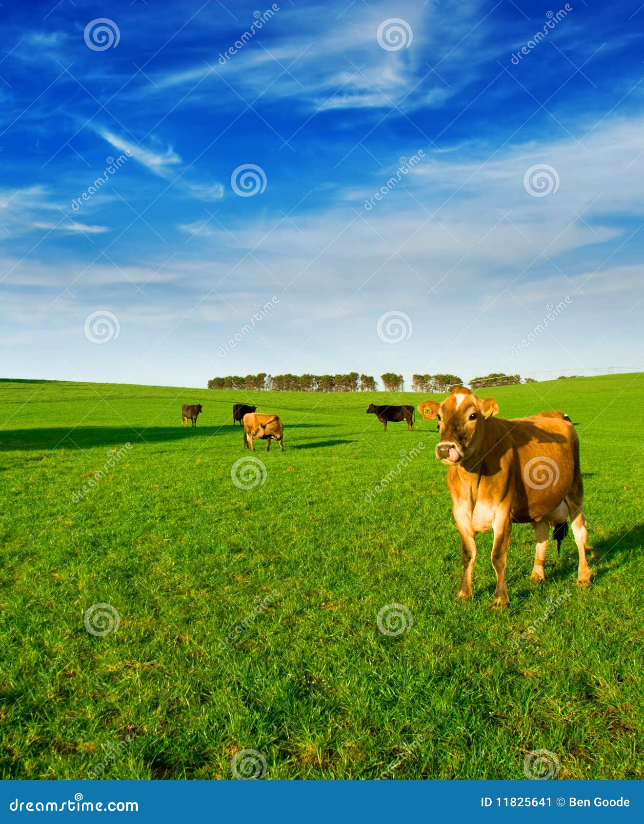 Cow in Meadow stock image. Image of meadow, hills, clouds - 11825641