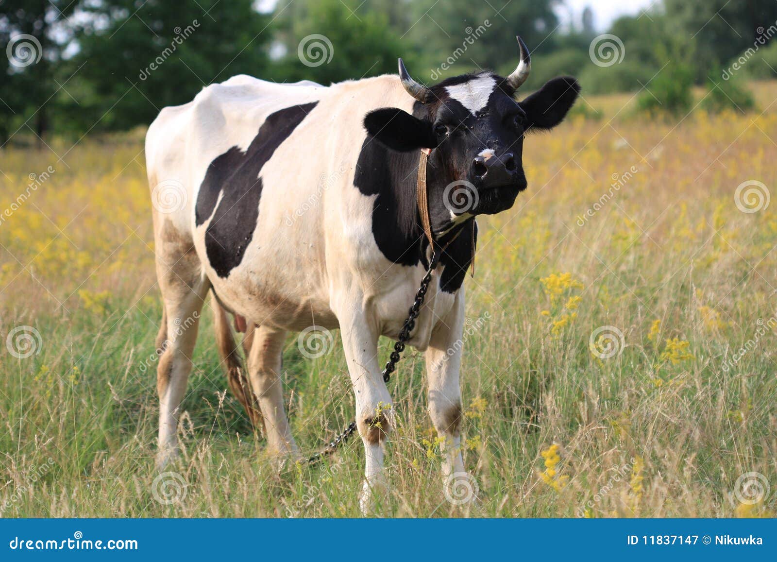 Cow on meadow stock image. Image of dairy, space, grazing - 11837147
