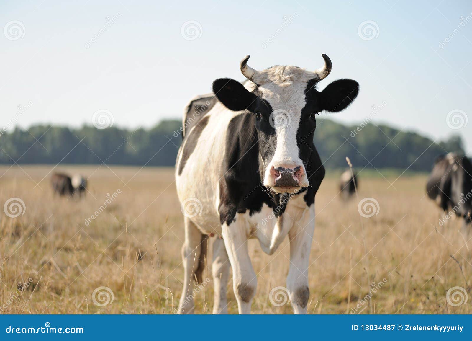 Cow on meadow stock image. Image of meadow, sunlight - 13034487