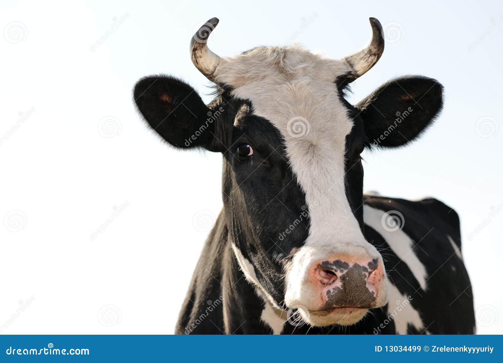 Cow on meadow stock image. Image of cattle, summer, animals - 13034499