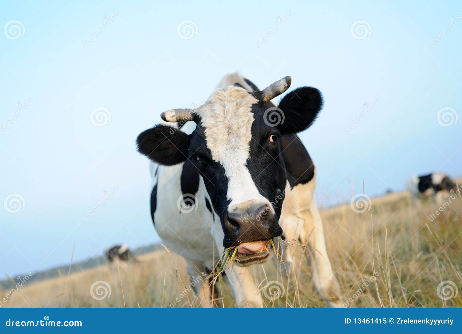 Cow on meadow stock image. Image of adult, nature, agriculture - 13461415