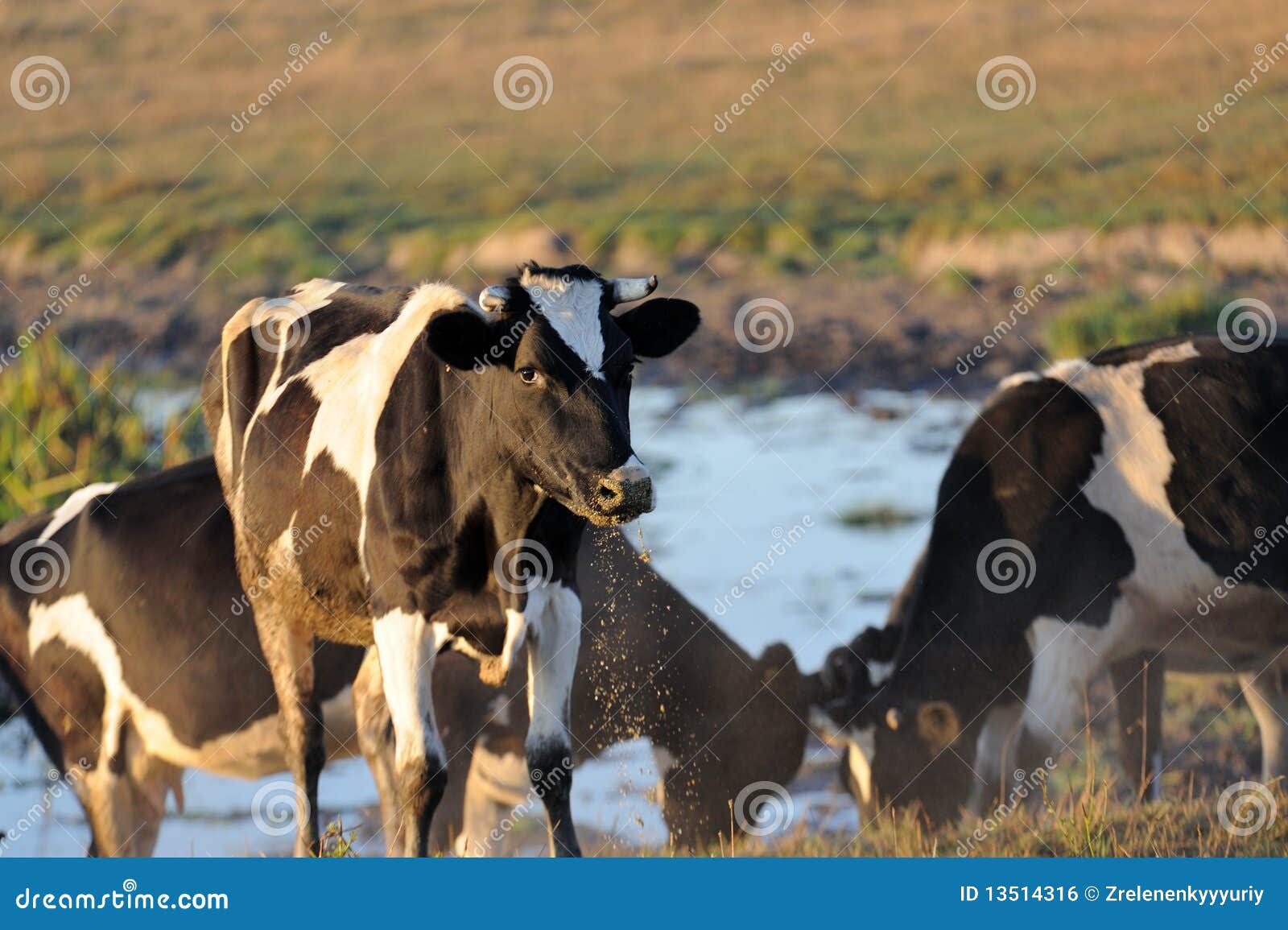 Cow on meadow stock photo. Image of mammal, adult, expression - 13514316