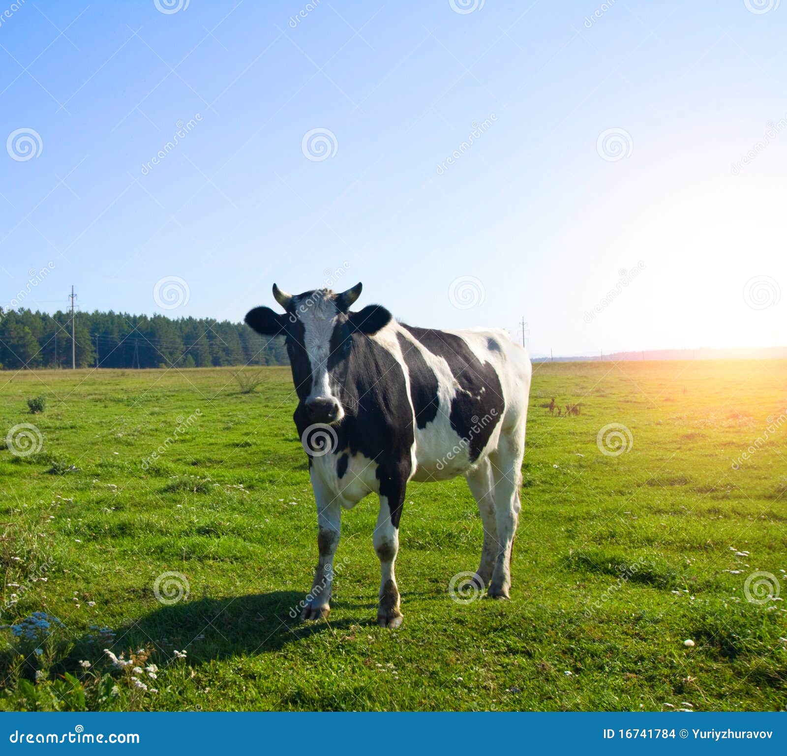 Cow on meadow stock photo. Image of grass, landscape - 16741784