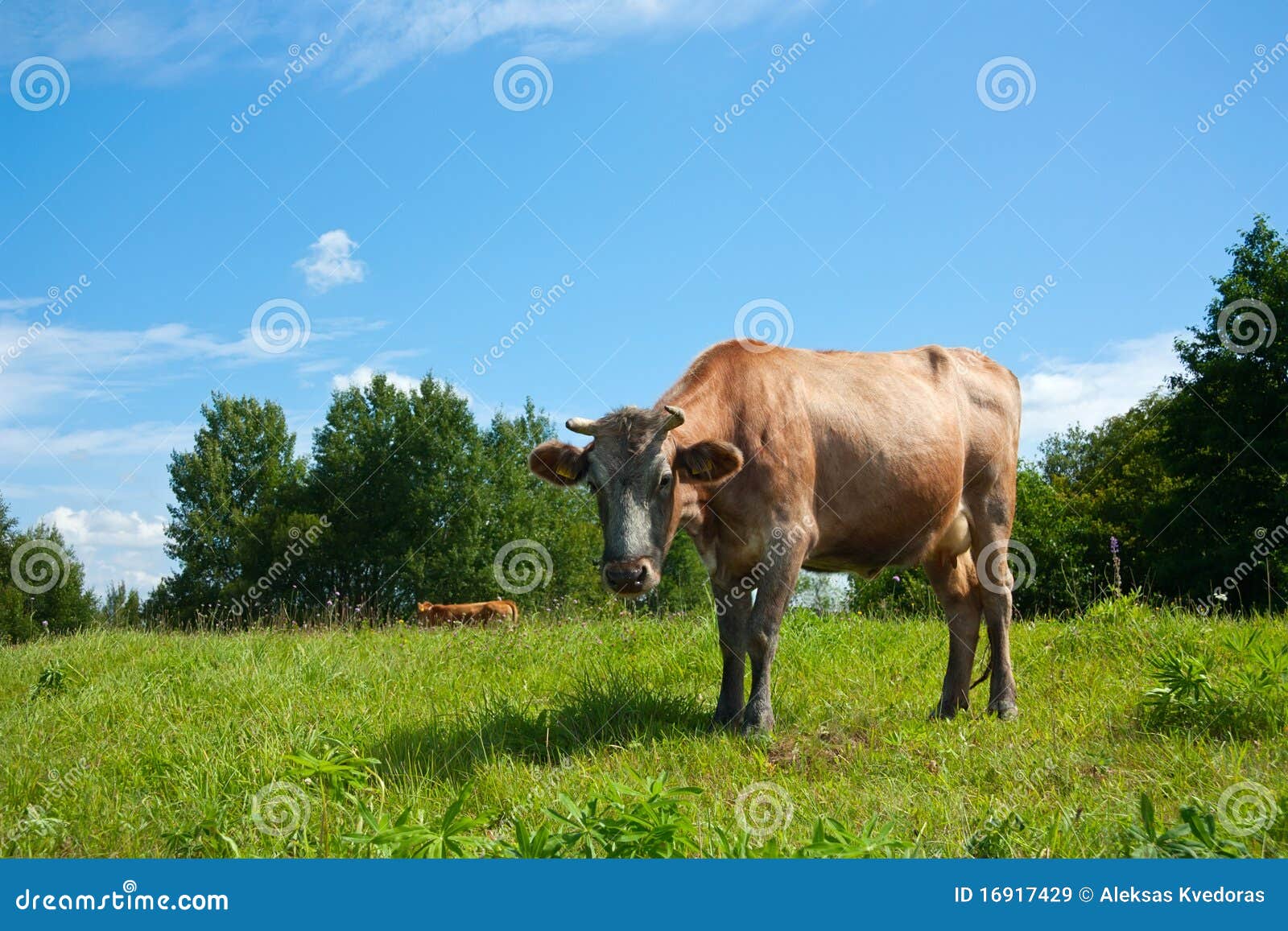Cow in the meadow stock image. Image of standing, meadow - 16917429