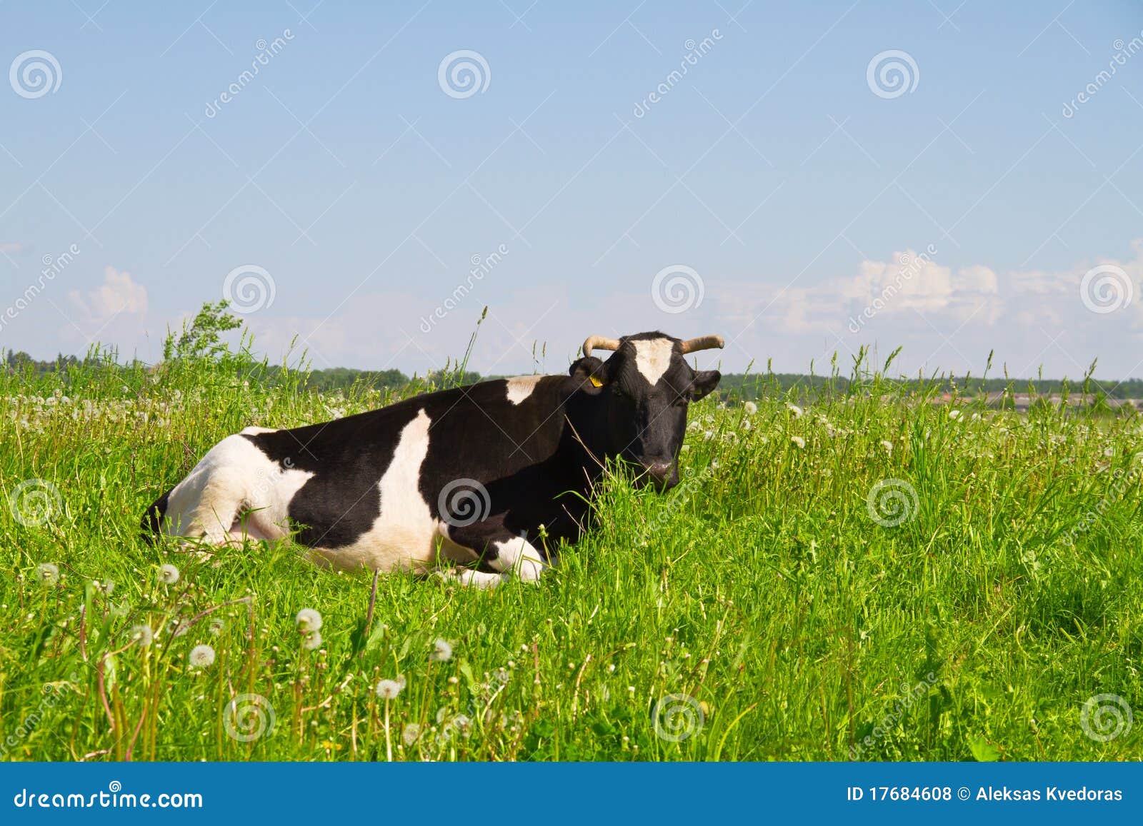 Cow in the meadow stock photo. Image of cumulus, cloud - 17684608