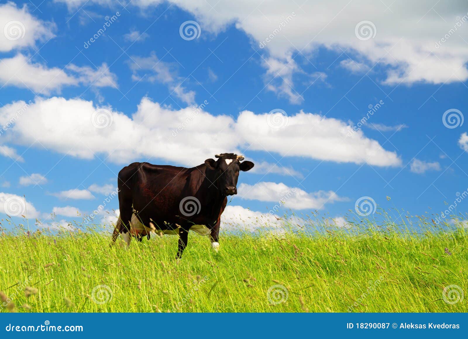 Cow in the meadow stock image. Image of rural, nature - 18290087