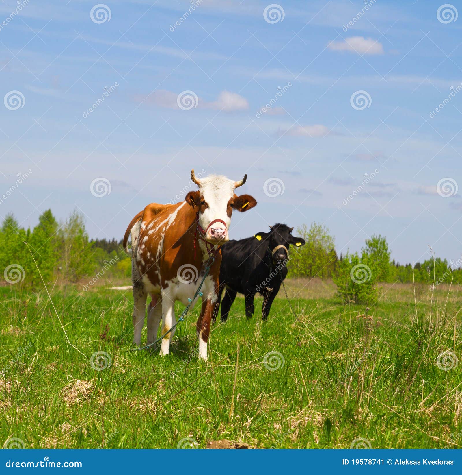 Cow on meadow stock image. Image of away, tree, animal - 19578741