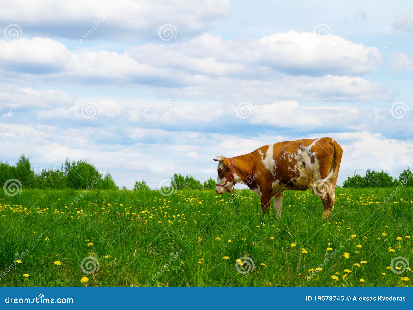 Cow on meadow stock image. Image of pasture, away, animals - 19578745