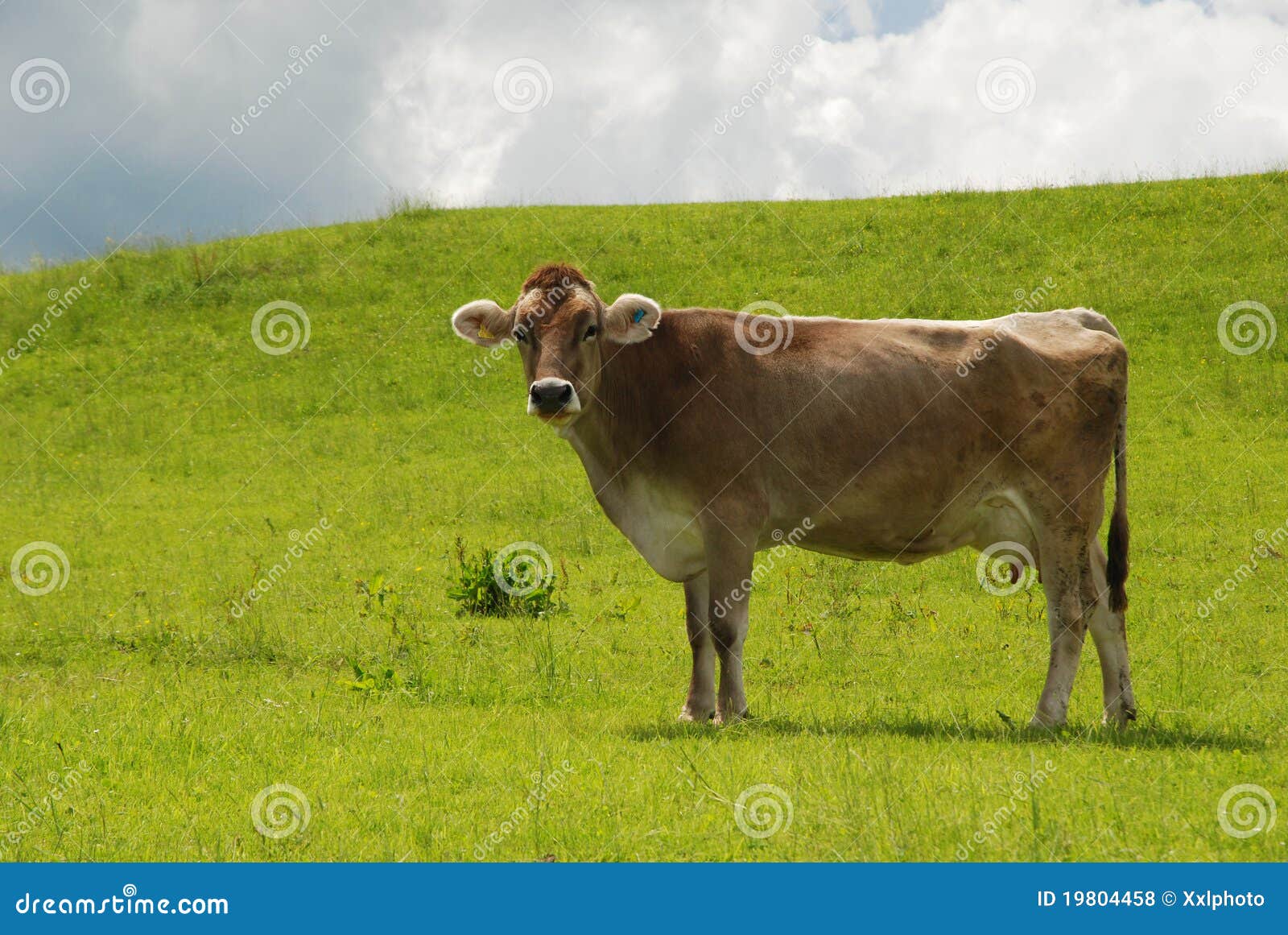 Cow on meadow stock photo. Image of countryside, agriculltural - 19804458