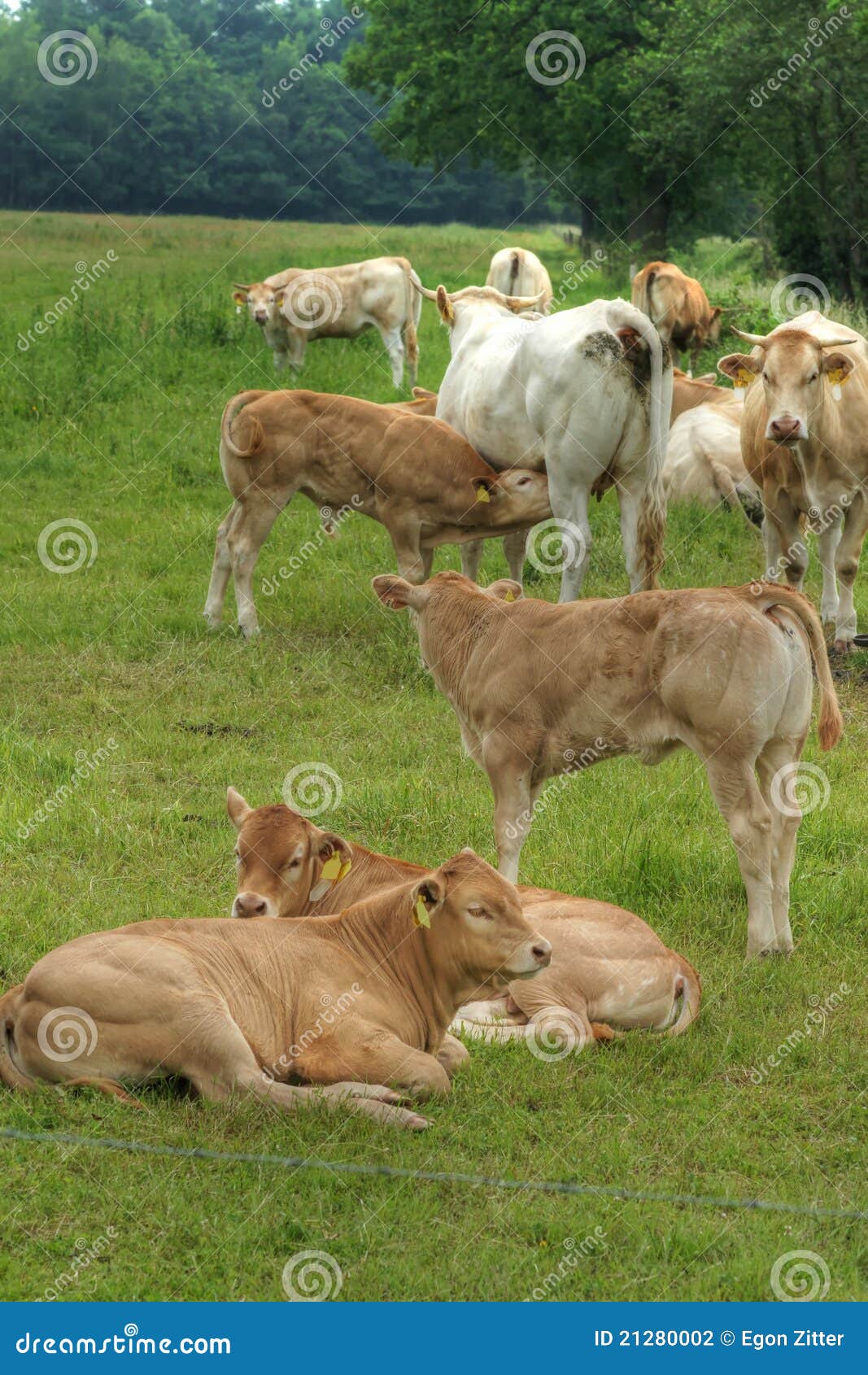 Cow in a meadow stock photo. Image of animals, meadow - 21280002