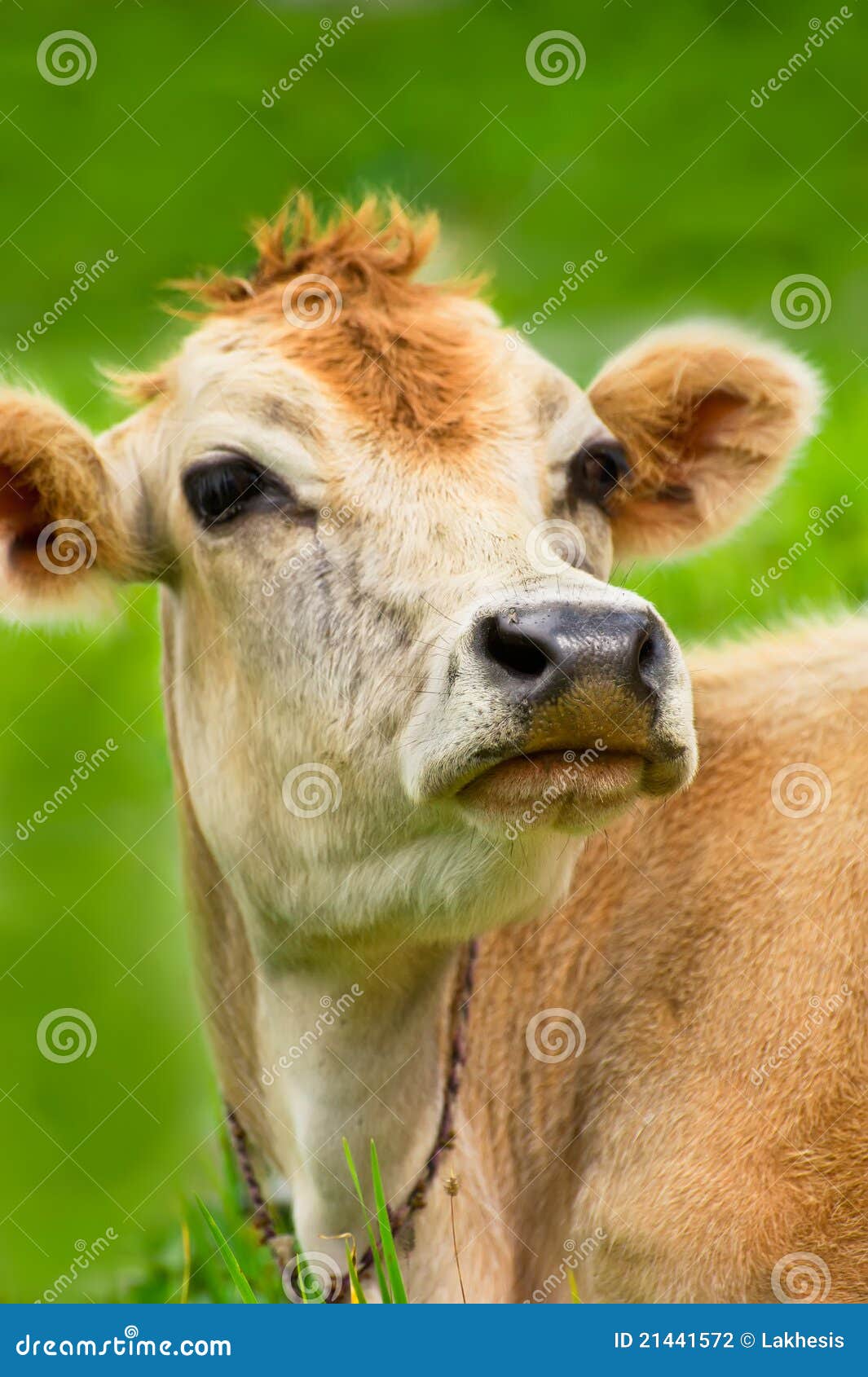 Cow on meadow stock photo. Image of dairy, farm, beef - 21441572
