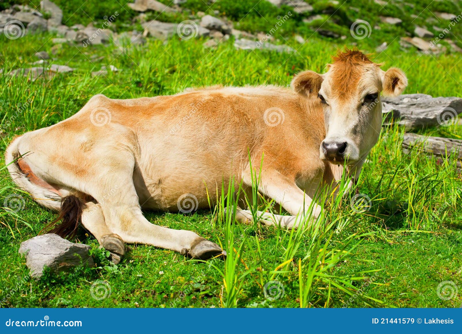 Cow on meadow stock image. Image of green, animal, meadow - 21441579