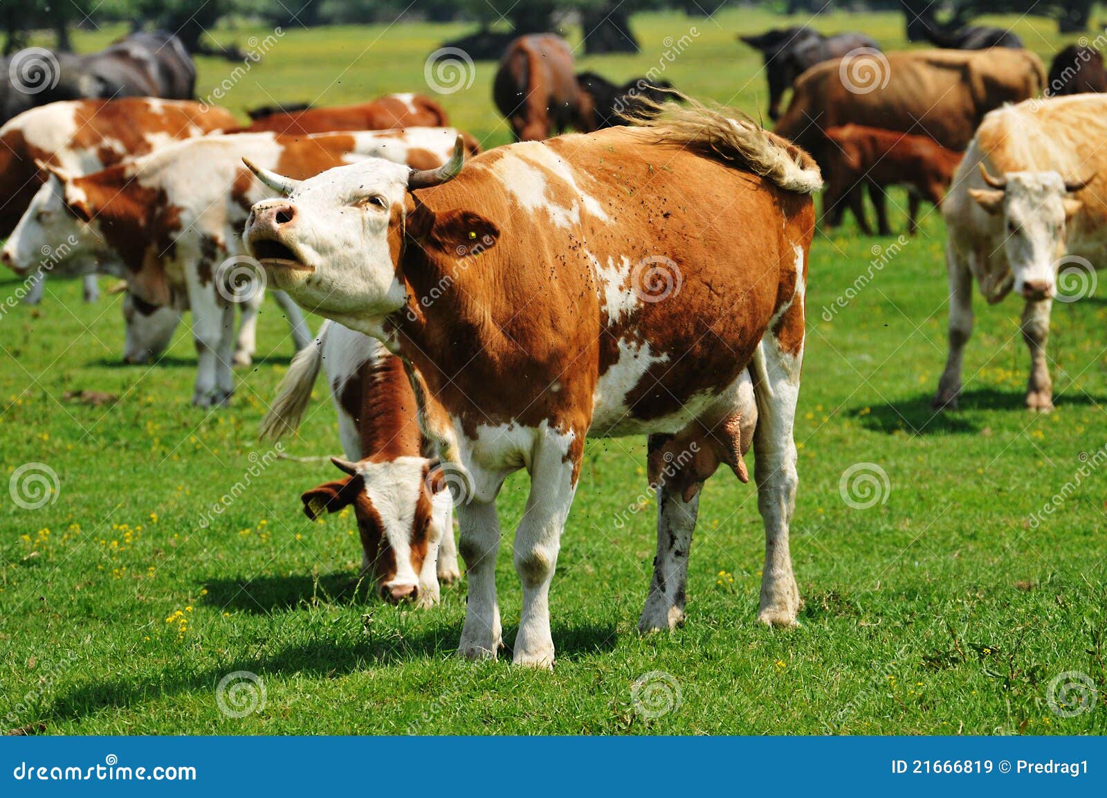 Cow in a meadow stock image. Image of milk, farm, grass - 21666819