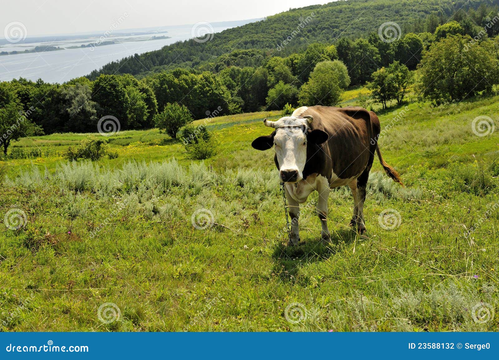 Cow on the meadow stock photo. Image of nature, horned - 23588132