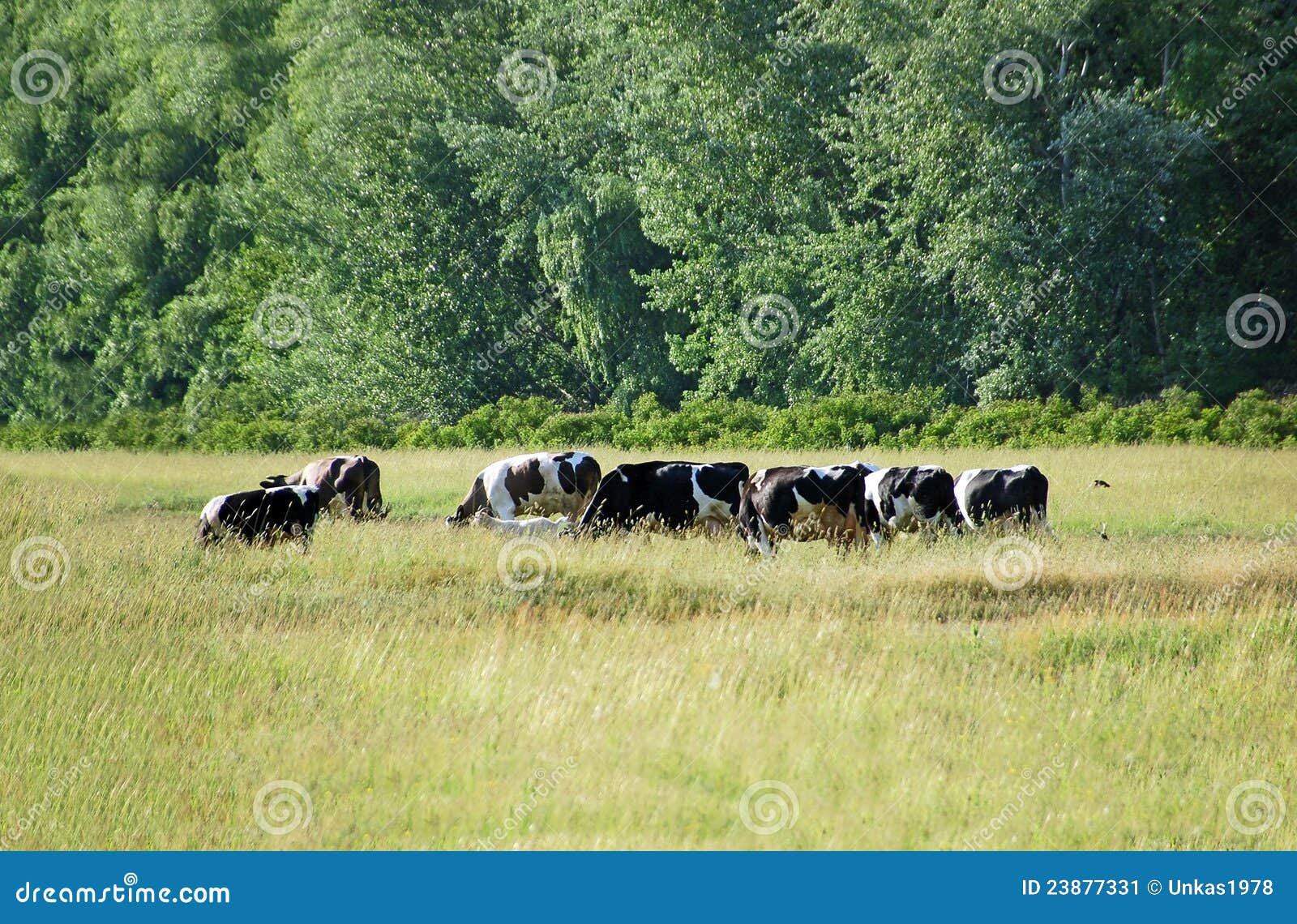 Cow in meadow stock image. Image of fresh, heifer, calf - 23877331