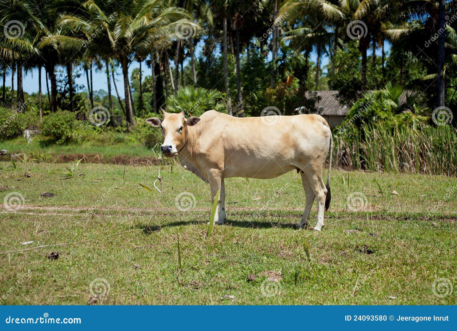 Cow on meadow stock photo. Image of meadow, animal, cattle - 24093580