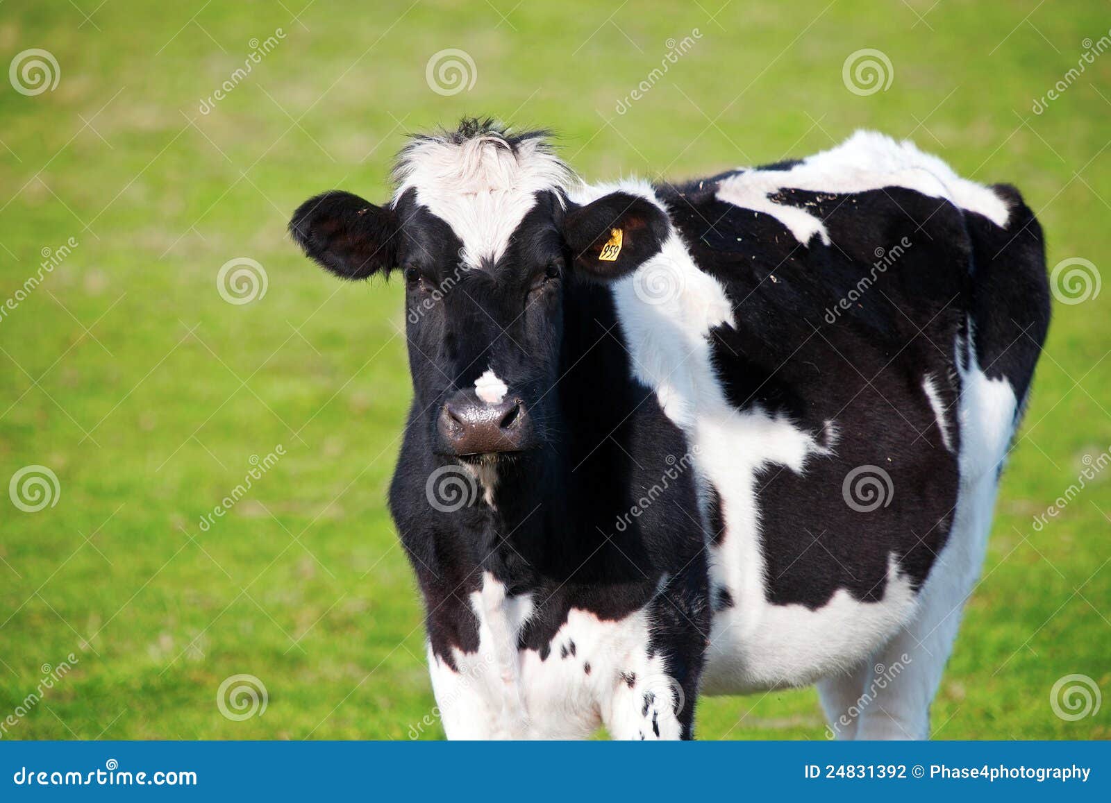 Cow meadow stock photo. Image of farm, land, mammal, livestock - 24831392