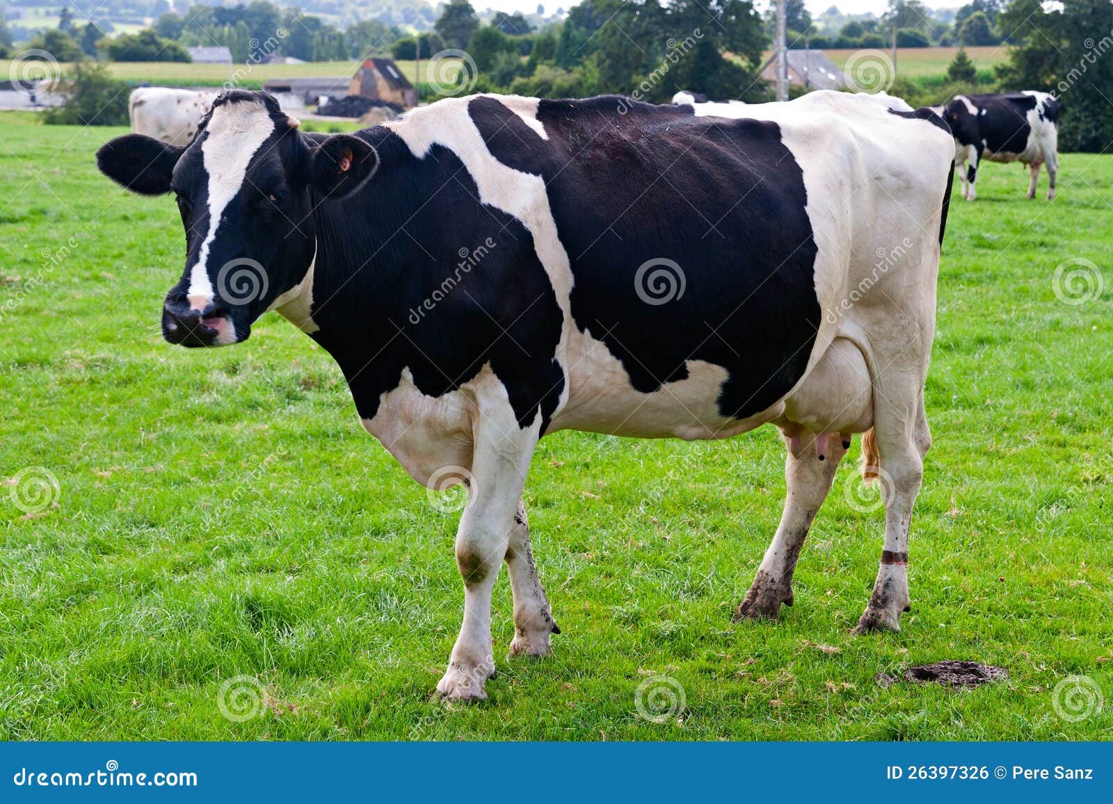 Cow on Meadow stock photo. Image of rural, countryside - 26397326