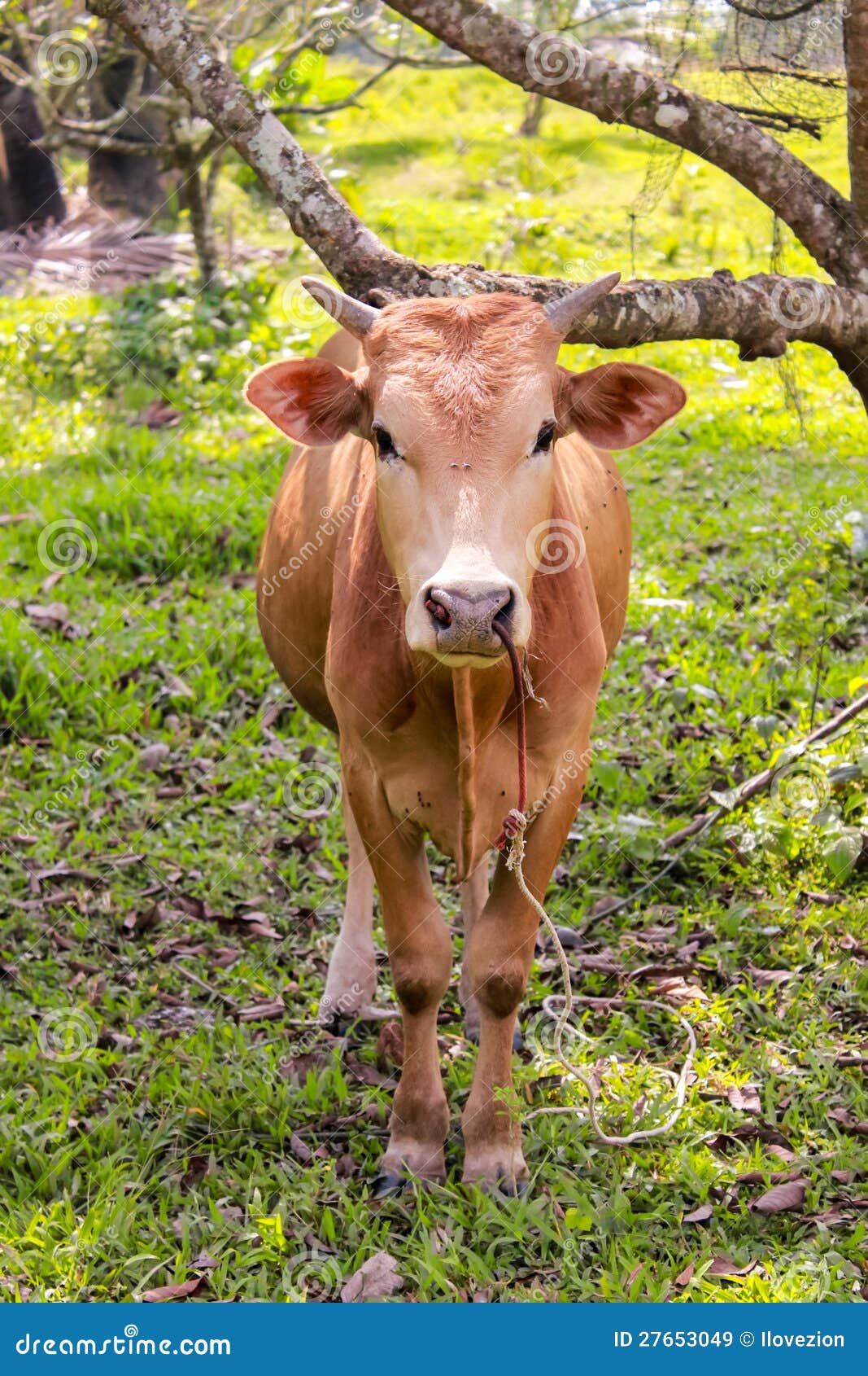 Cow at meadow stock image. Image of meadow, milk, white - 27653049