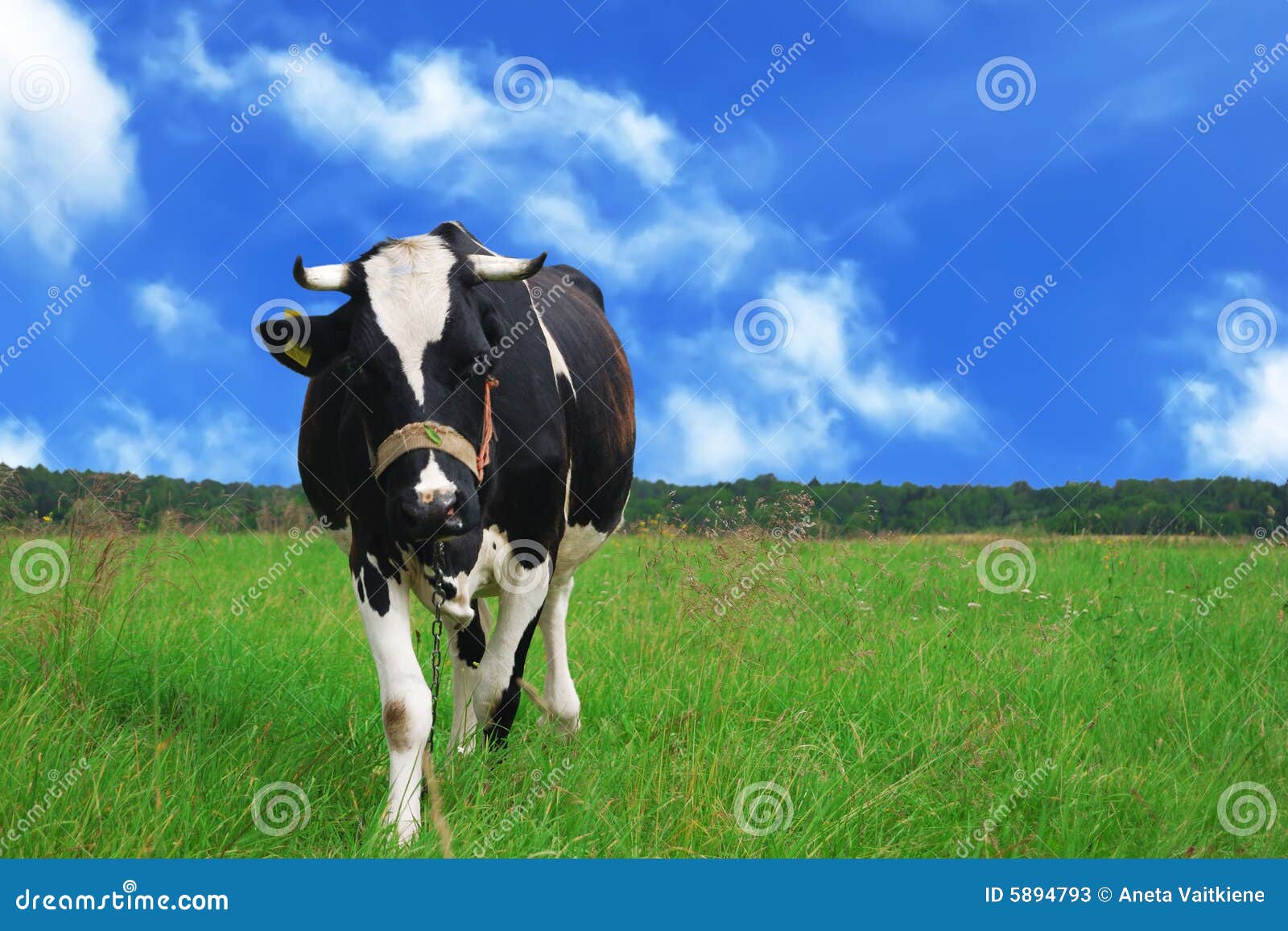 Cow in a meadow stock image. Image of black, grazing, rural - 5894793