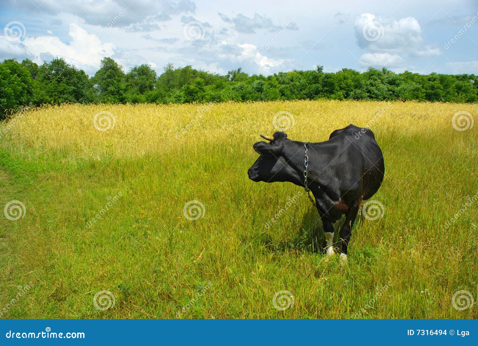 Cow on a meadow stock photo. Image of healthy, grassland - 7316494