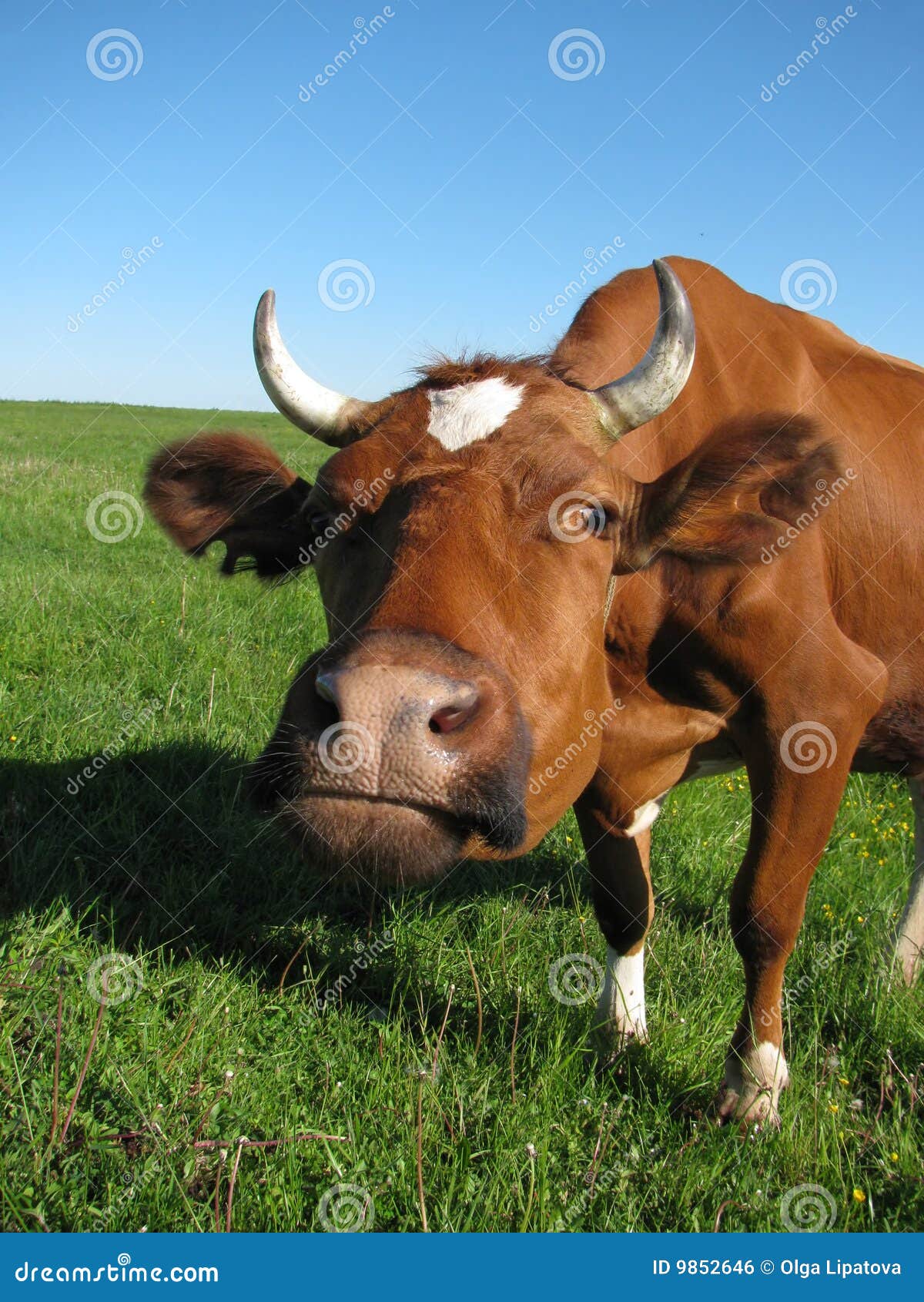 Cow at the meadow stock photo. Image of landscape, green - 9852646