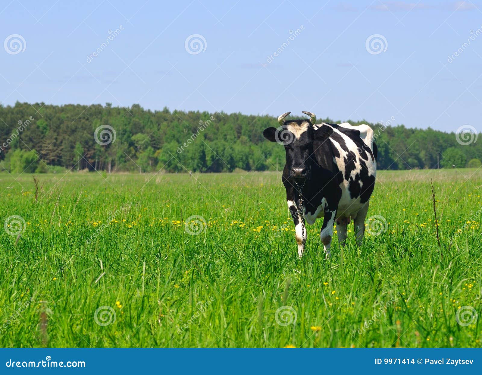 Cow on meadow stock photo. Image of environment, natural - 9971414