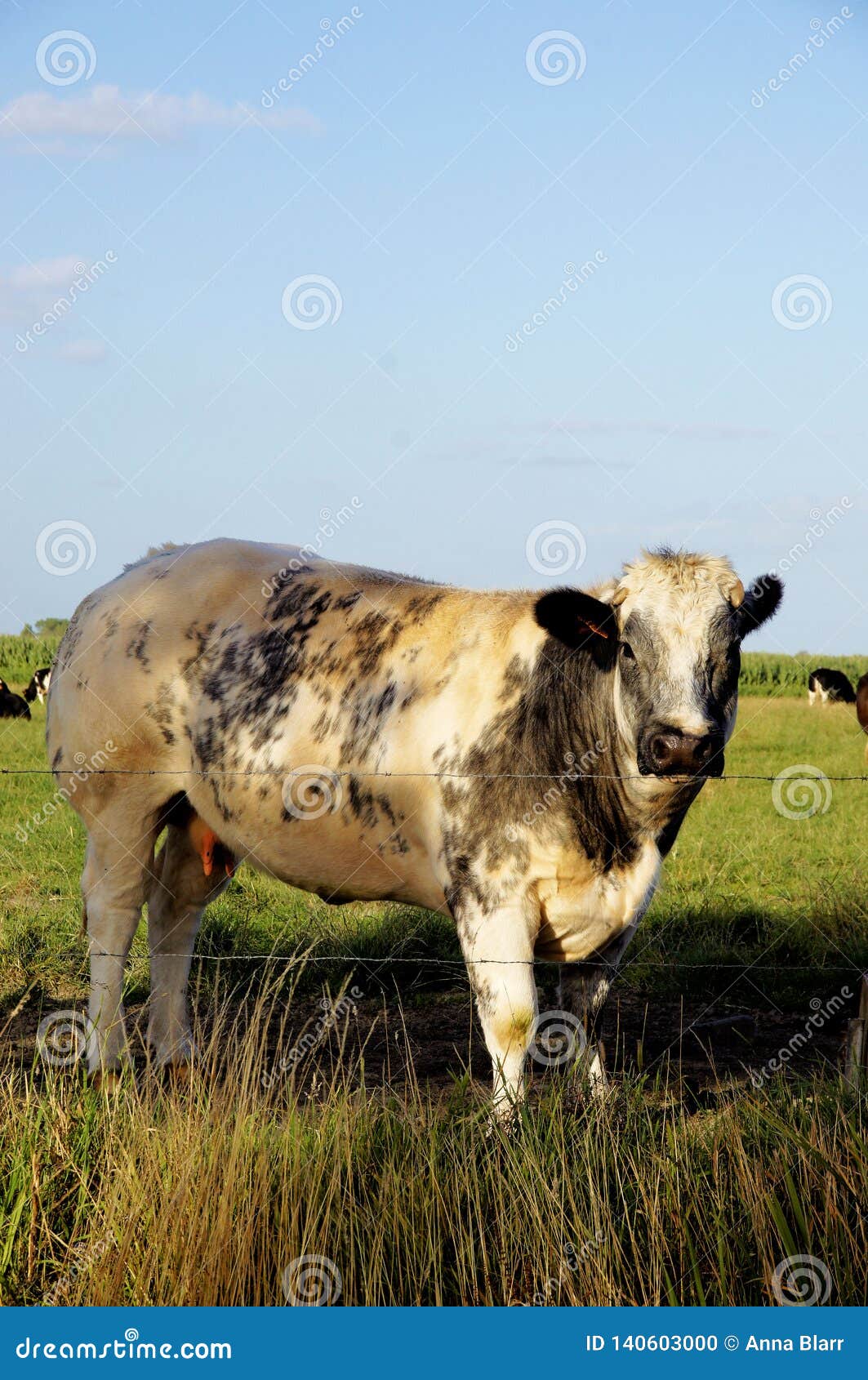 Cow meadow austria stock photo. Image of pasture, austrianalpine ...