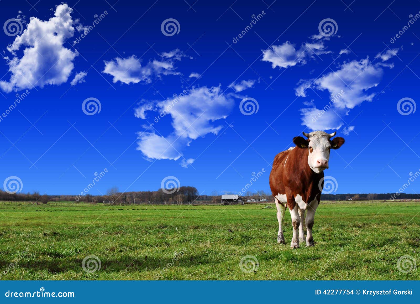 Cow on meadow stock photo. Image of landscape, field - 42277754
