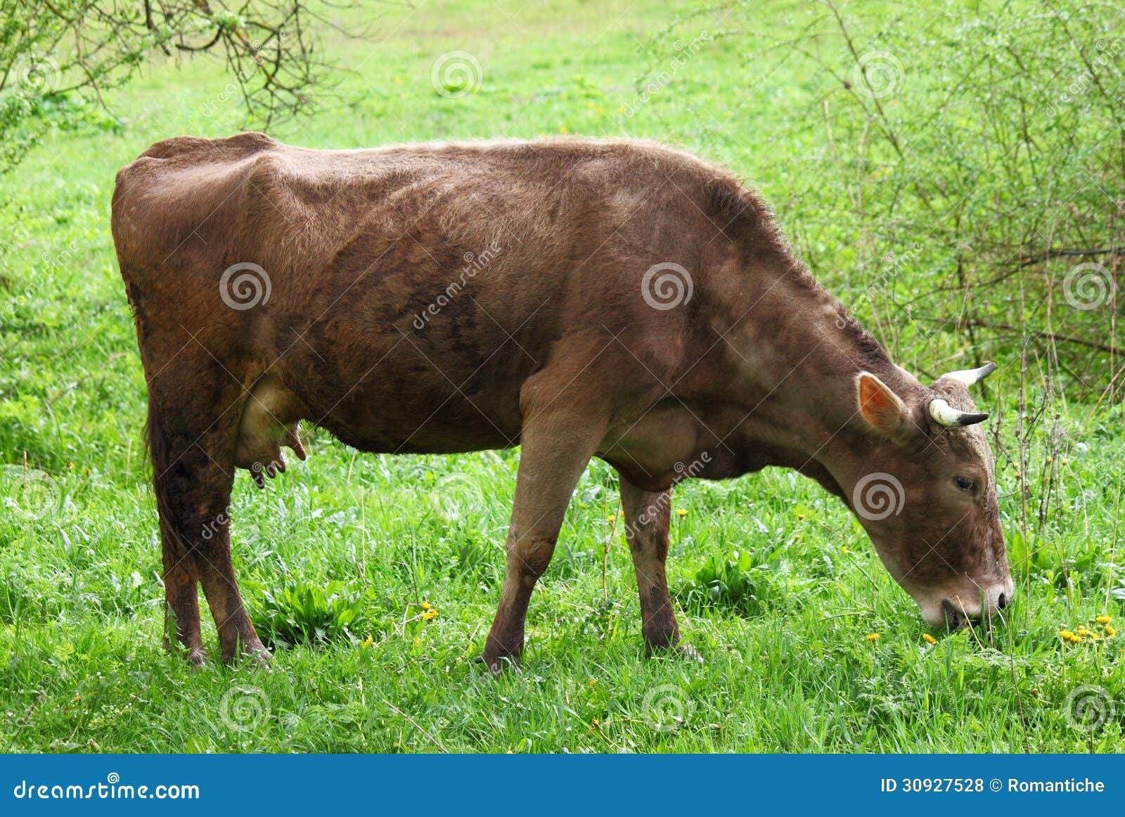 Cow on meadow stock photo. Image of meadow, lawn, view - 30927528