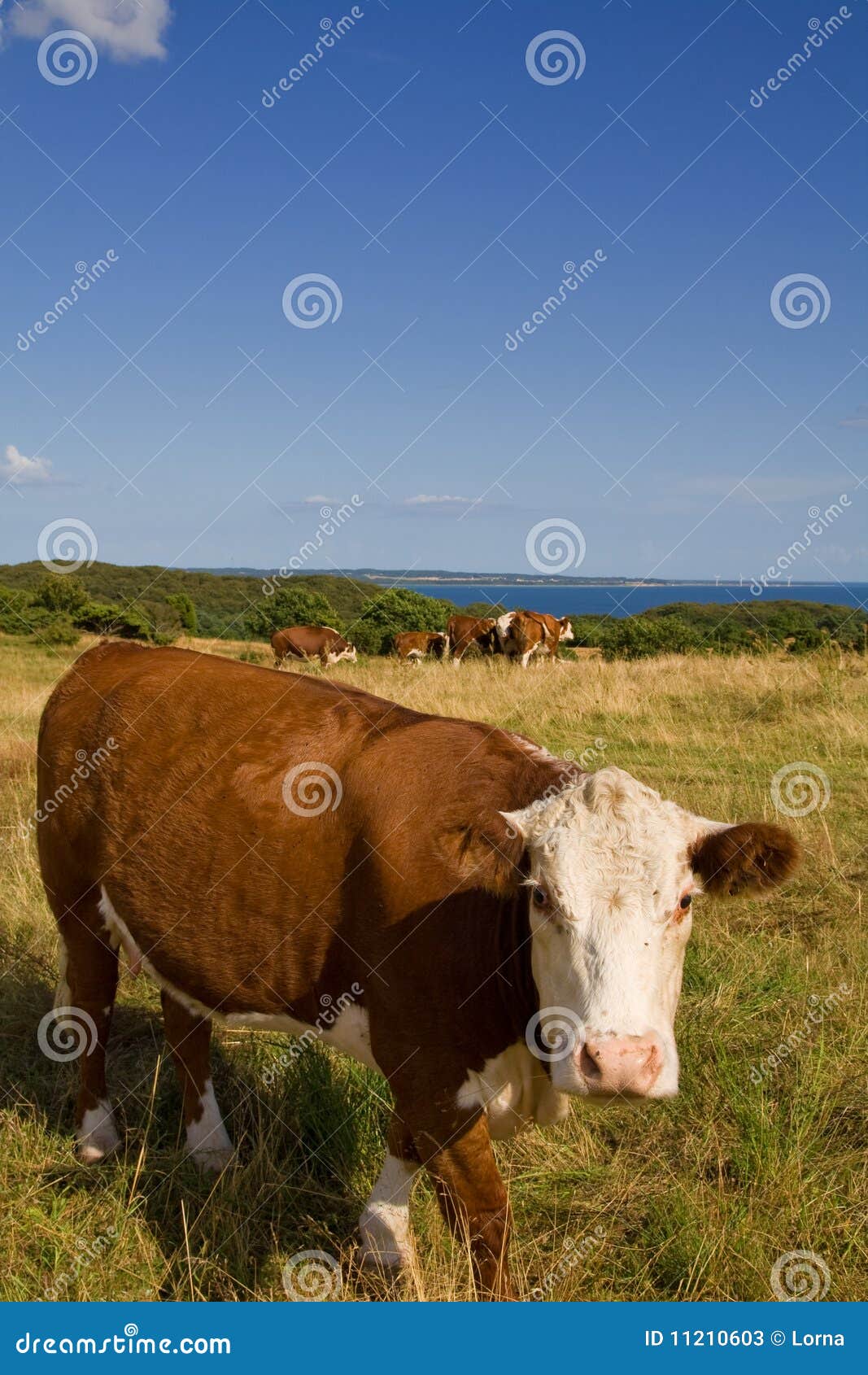 Cow meadow field stock image. Image of grassland, beast - 11210603