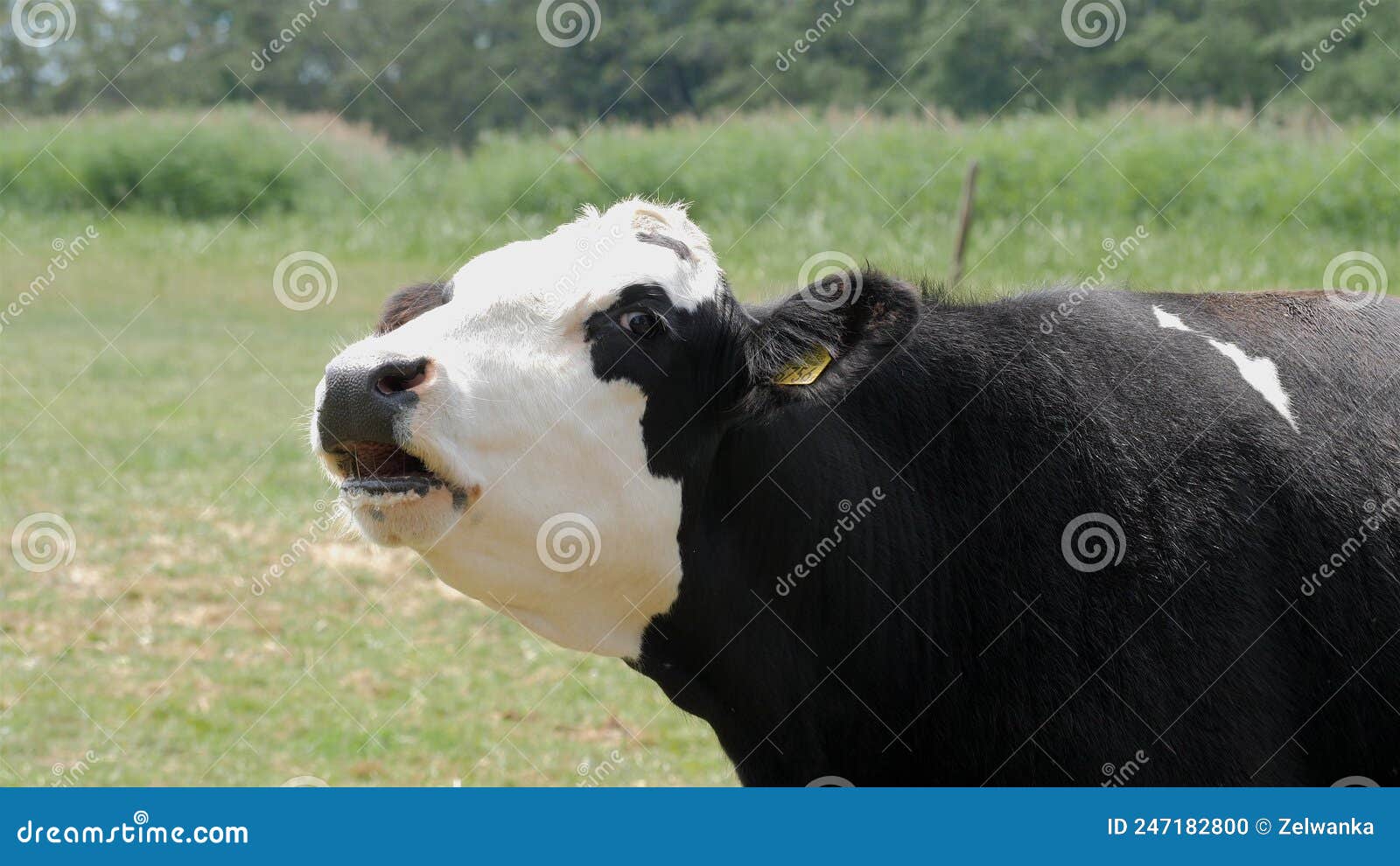 The Cow in the Meadow Goes Moo Stock Photo - Image of roaring ...