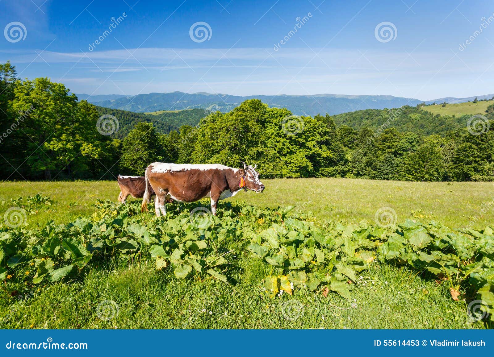 The cow in the meadow stock image. Image of green, rural - 55614453