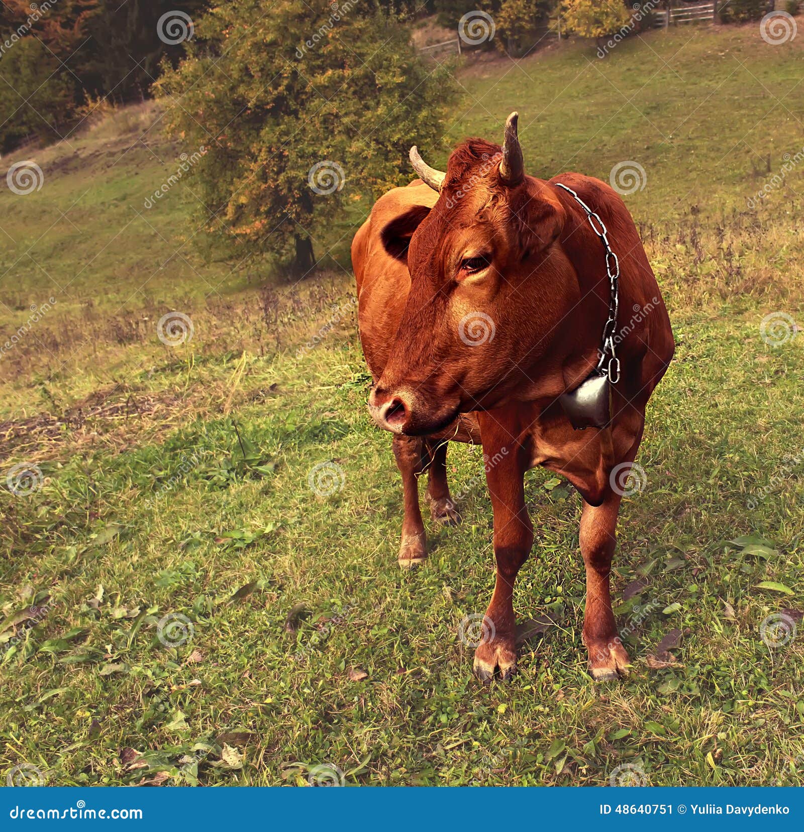 Cow in meadow stock image. Image of grazing, farm, herd - 48640751