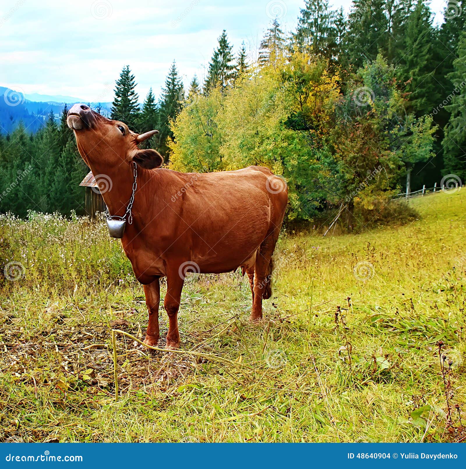 Cow in meadow stock photo. Image of beast, agriculture - 48640904