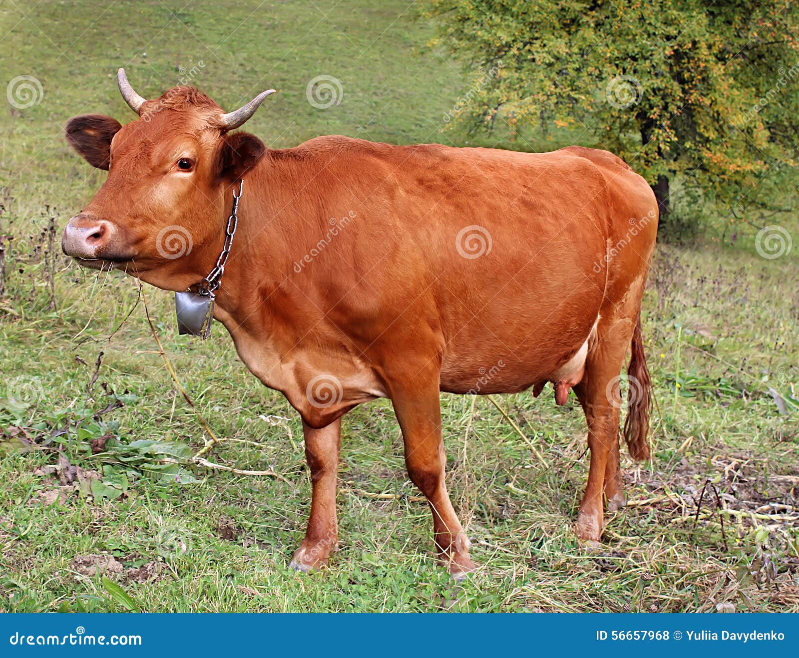 Cow in meadow stock photo. Image of feed, beast, grassland - 56657968