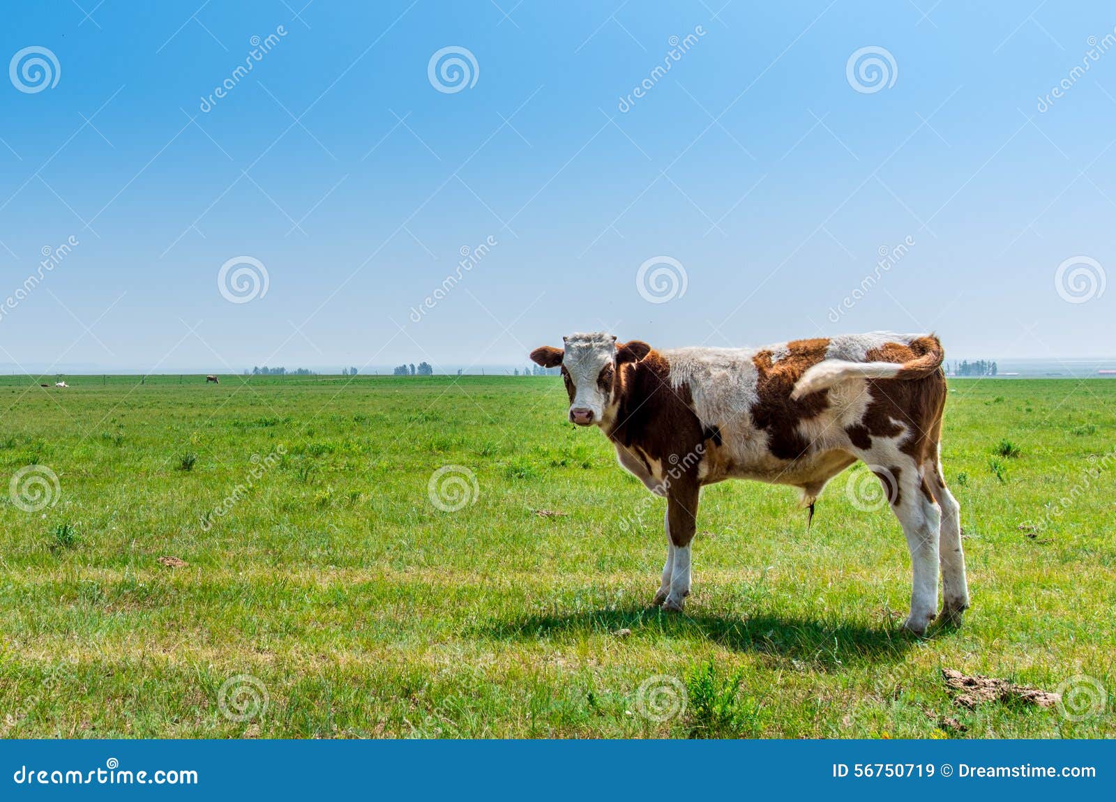 Cow in the Meadow stock image. Image of land, animal - 56750719