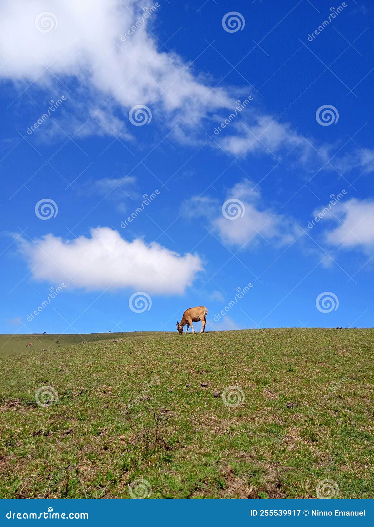 Cow in the Meadow Under the Blue Sky Stock Image - Image of meadow ...