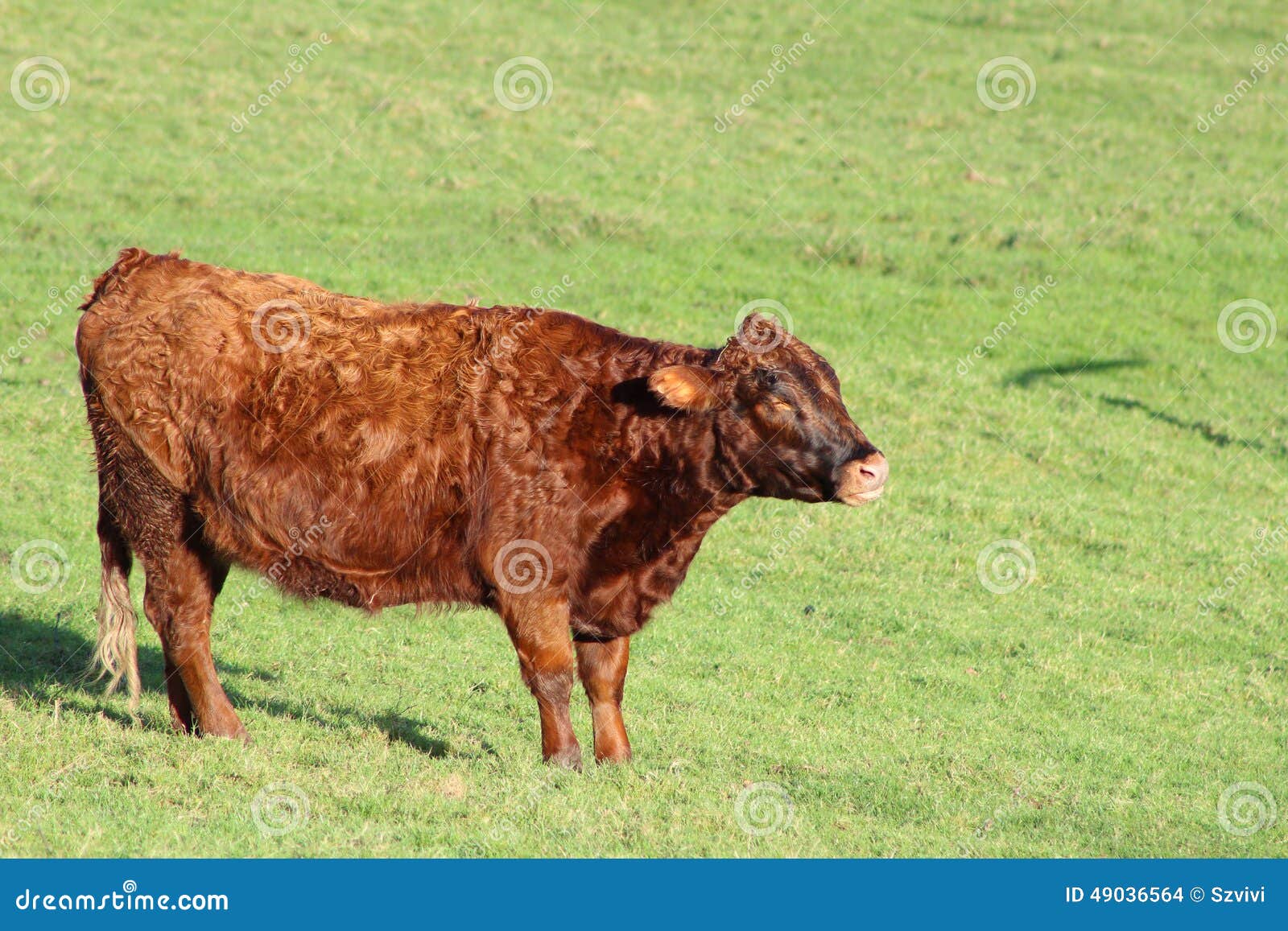 Cow is on the meadow stock photo. Image of brown, cattle - 49036564