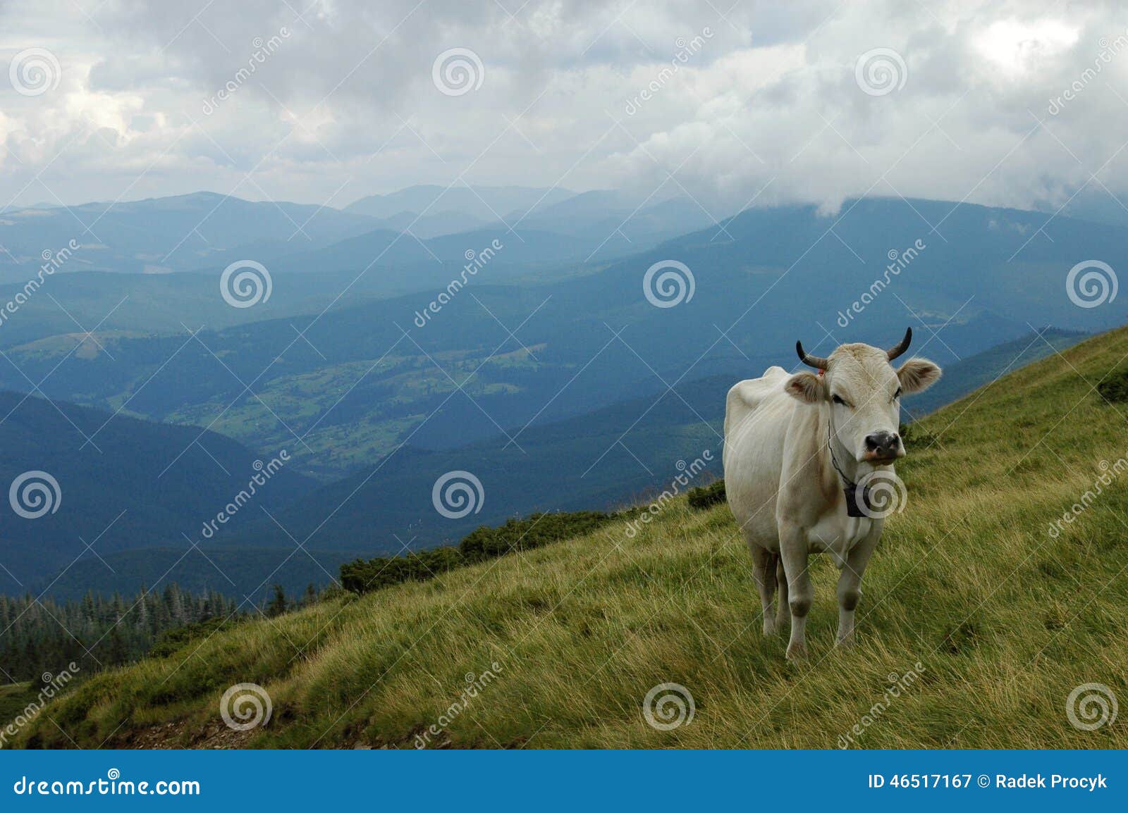 Cow with Meadows in Ukraine Stock Image - Image of europe, land: 46517167