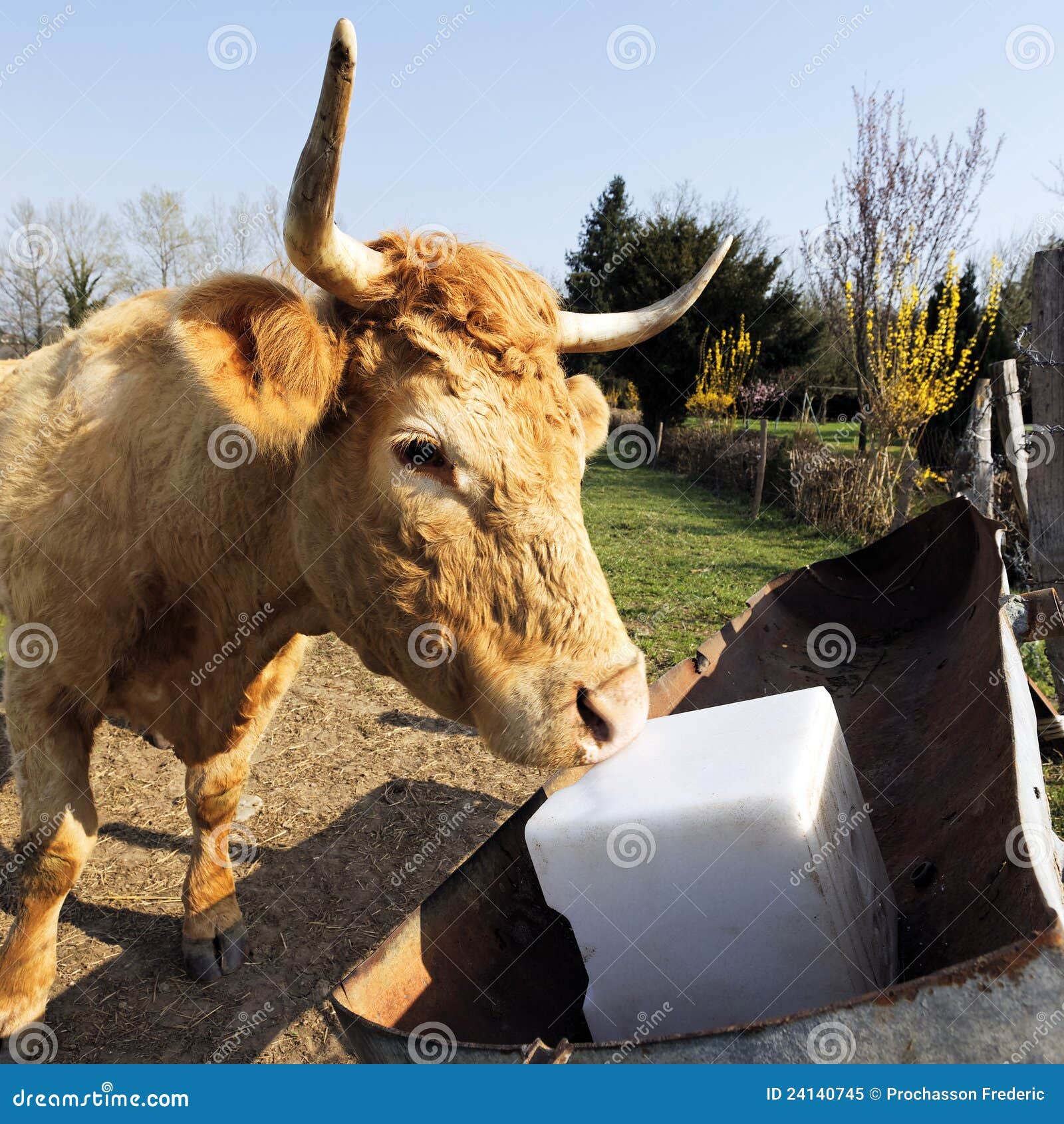 Cow meat stock image. Image of sunbathing, agriculture - 24140745
