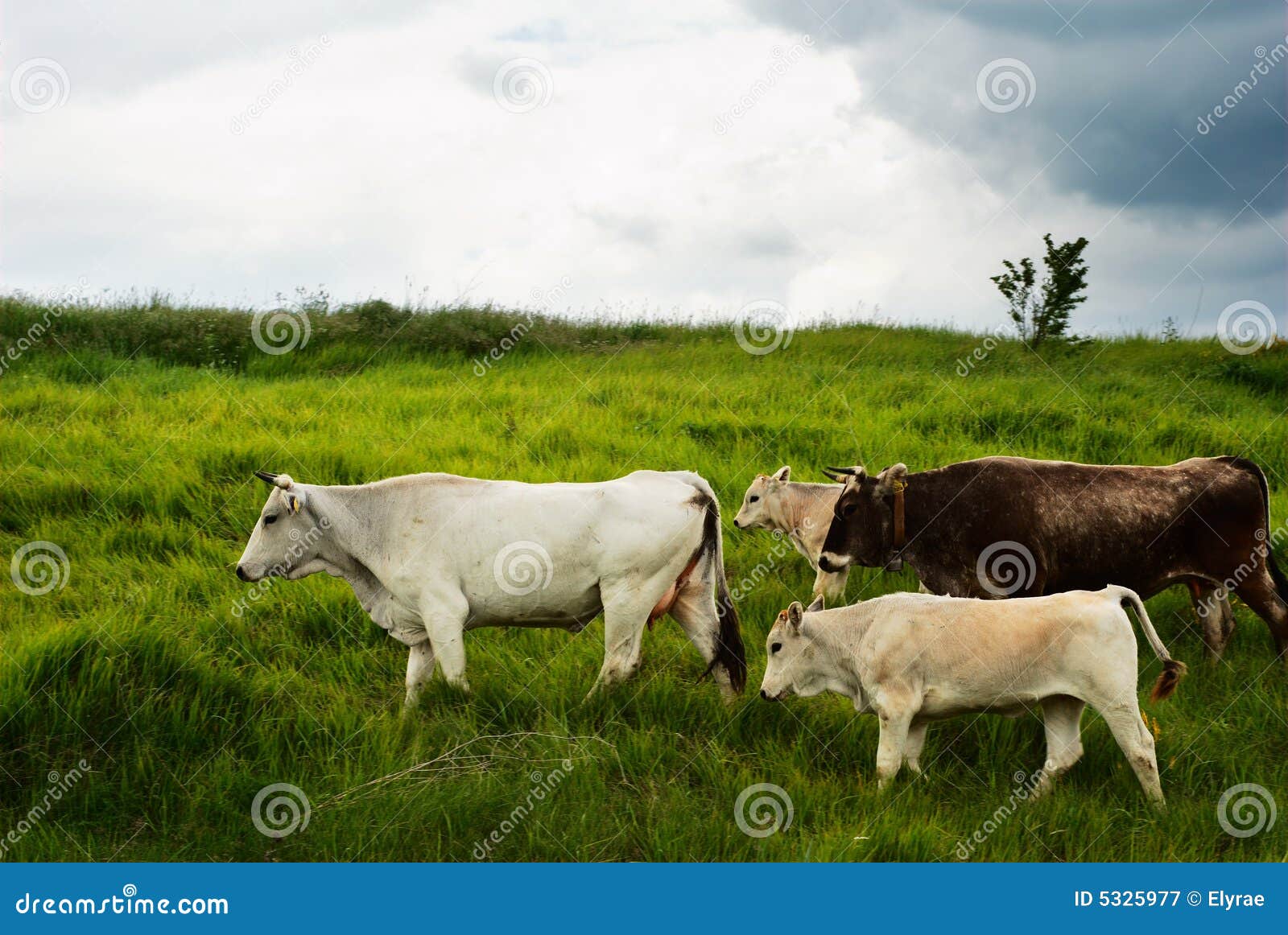 Cow migration stock image. Image of grey, mammal, scenary - 5325977