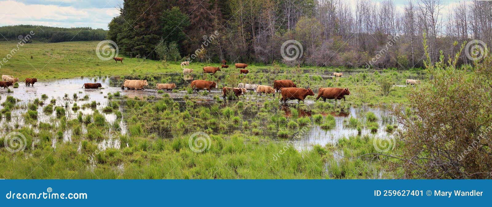 Cow Migration through Wet Green Fields Stock Image - Image of summer ...