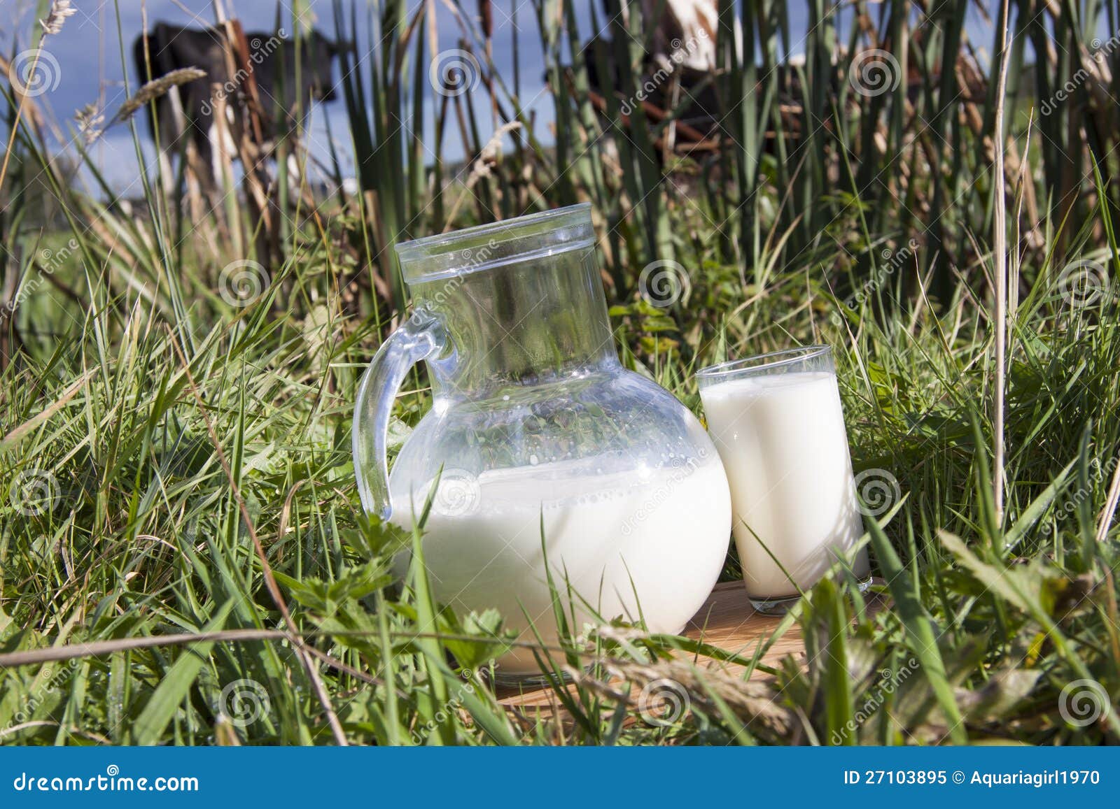 Cow milk stock image. Image of creamy, food, diet, cattle - 27103895