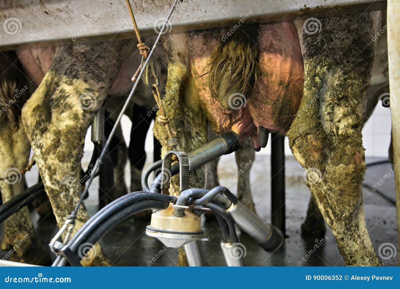 Cow Milking Automatic System. Stock Photo - Image of milking, detail ...